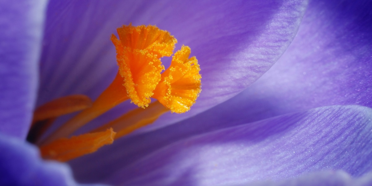 A Guide to Macro Photography